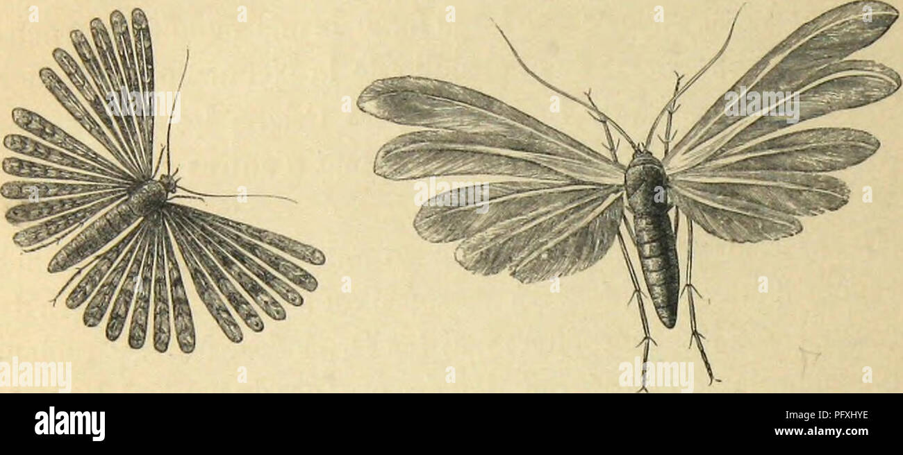 This text outlines the metamorphosis and instincts of various insect ...