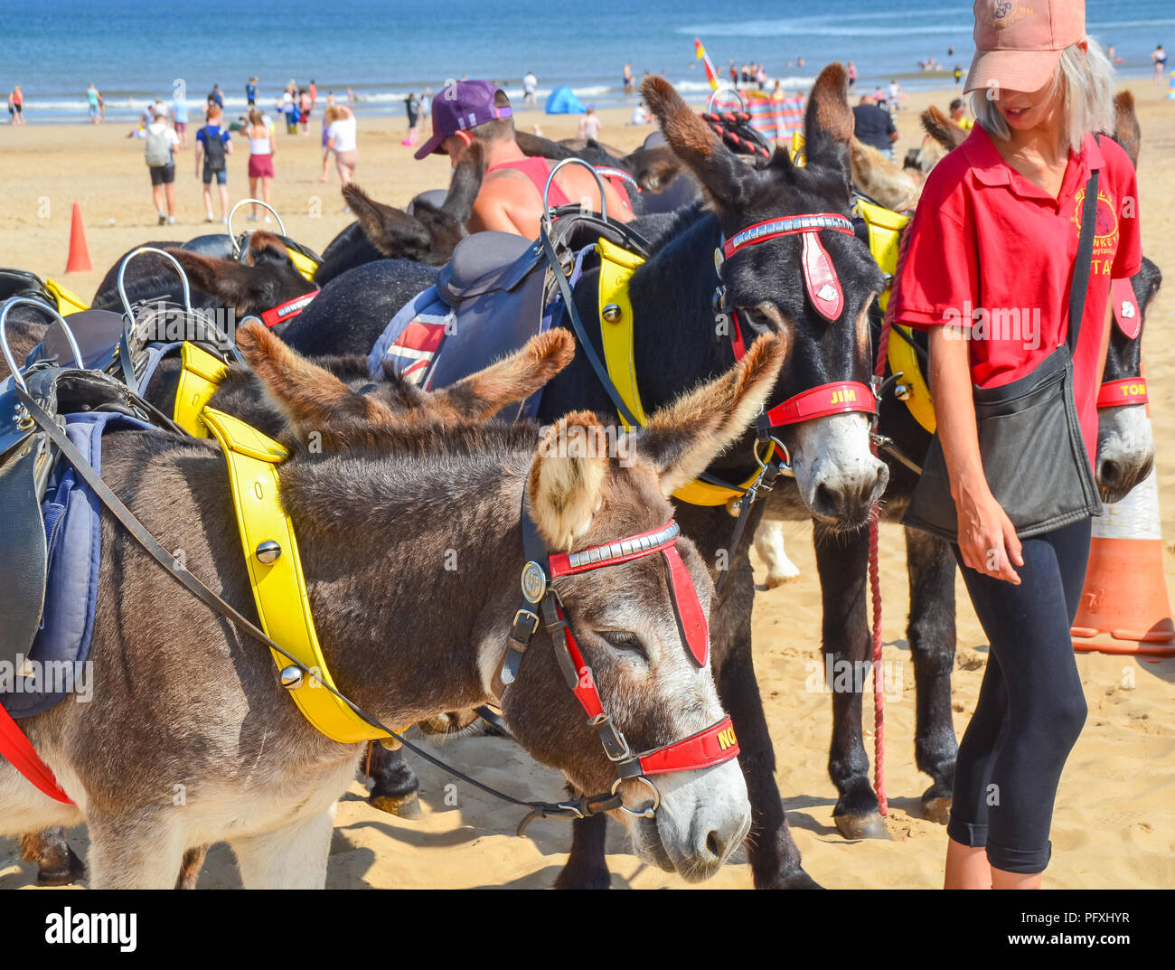 Beach Donkey Rides High Resolution Stock Photography and Images - Alamy