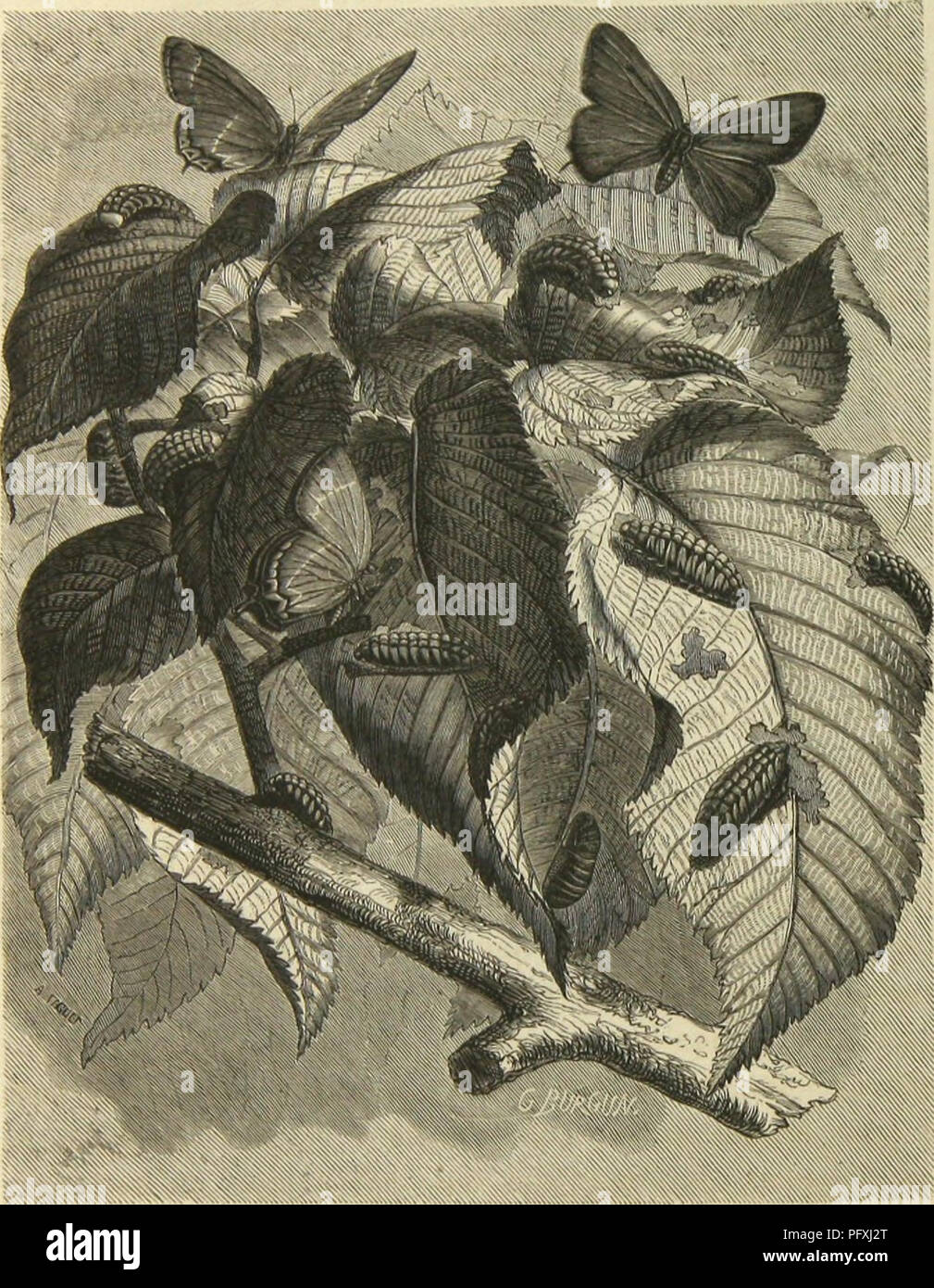 This work focuses on the metamorphosis, behavior, and instincts of ...