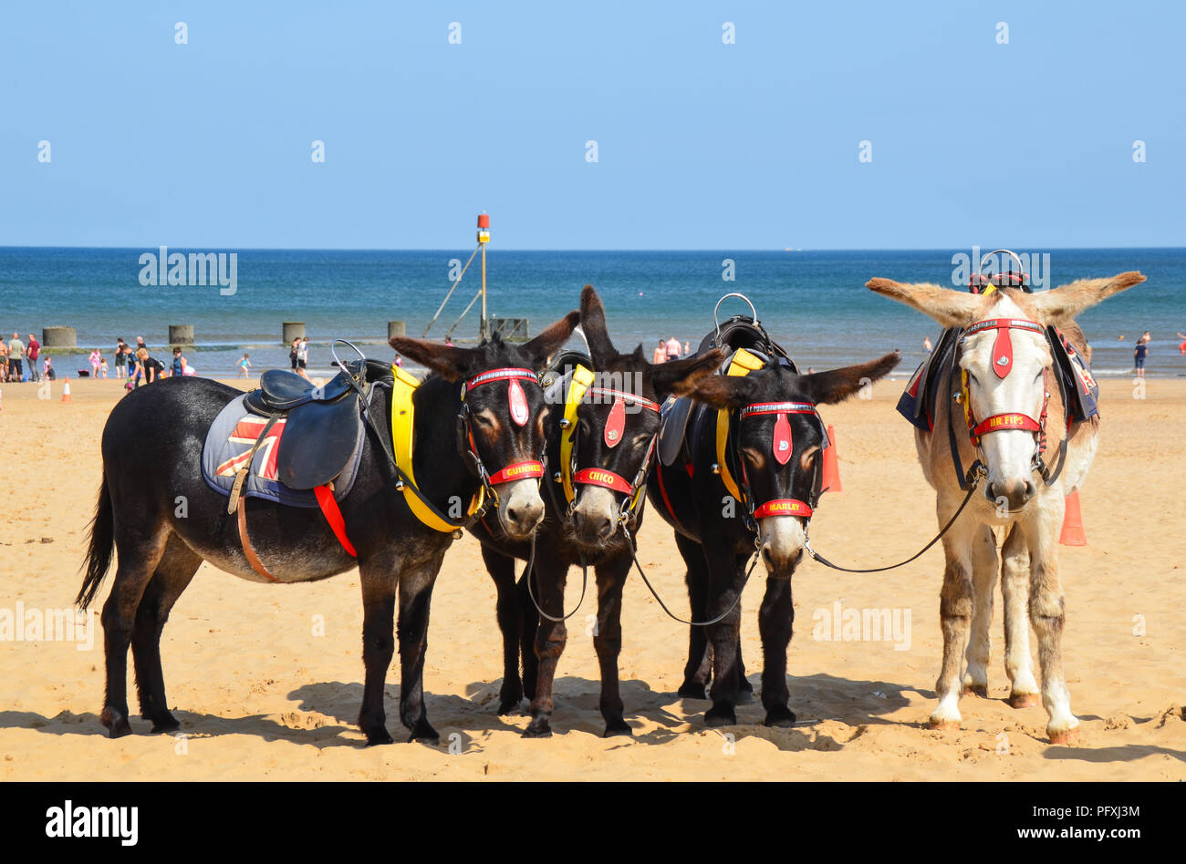 Beach Donkey Rides at Mablethorpe Stock Photo - Alamy