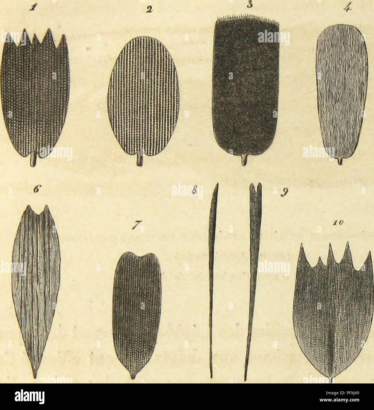 This work examines the metamorphosis, behavior, and instincts of ...