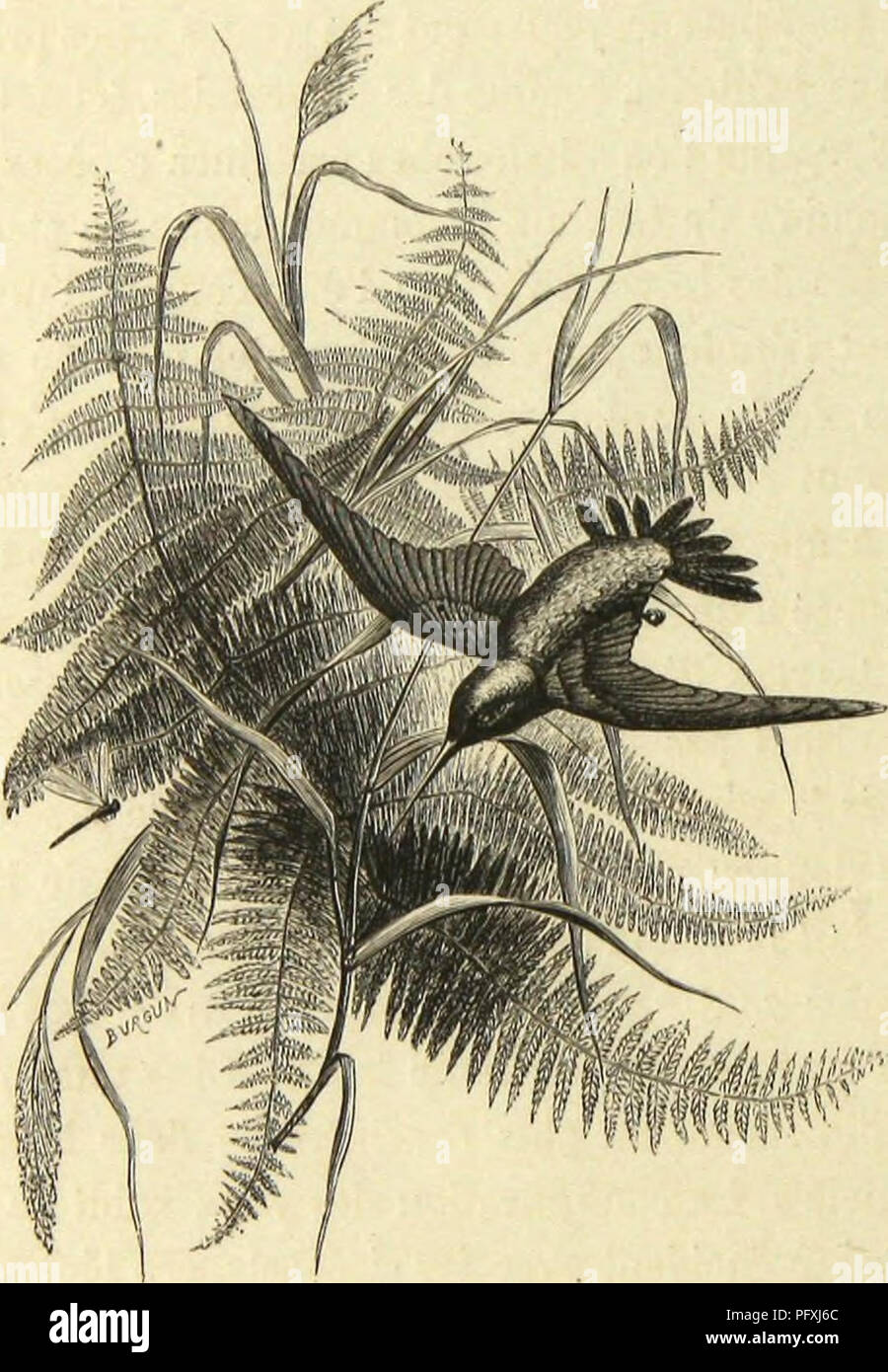 The image depicts the metamorphosis and behavioral instincts of various ...