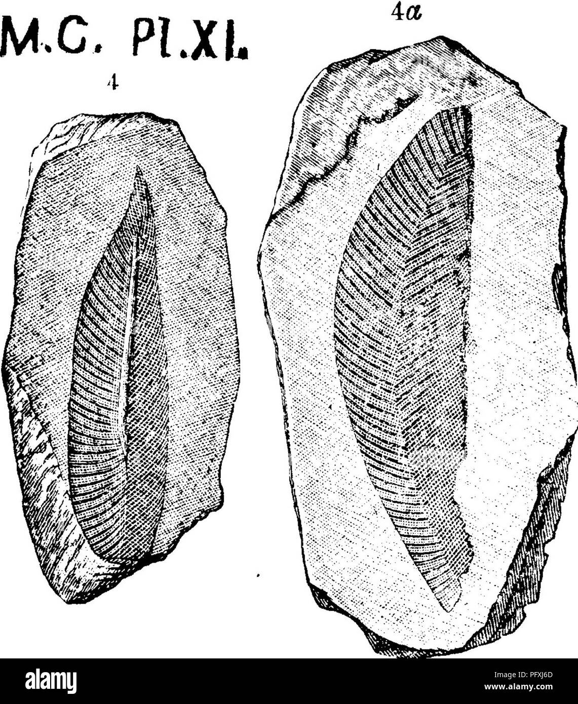 Live fossils Black and White Stock Photos & Images - Alamy