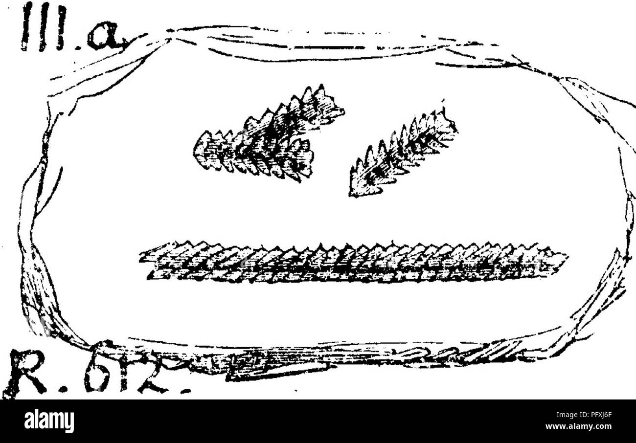 This dictionary provides detailed information on the fossils found in ...