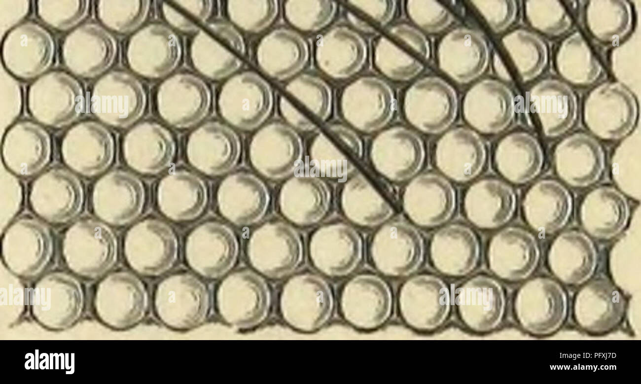 Ocelles hi-res stock photography and images - Alamy