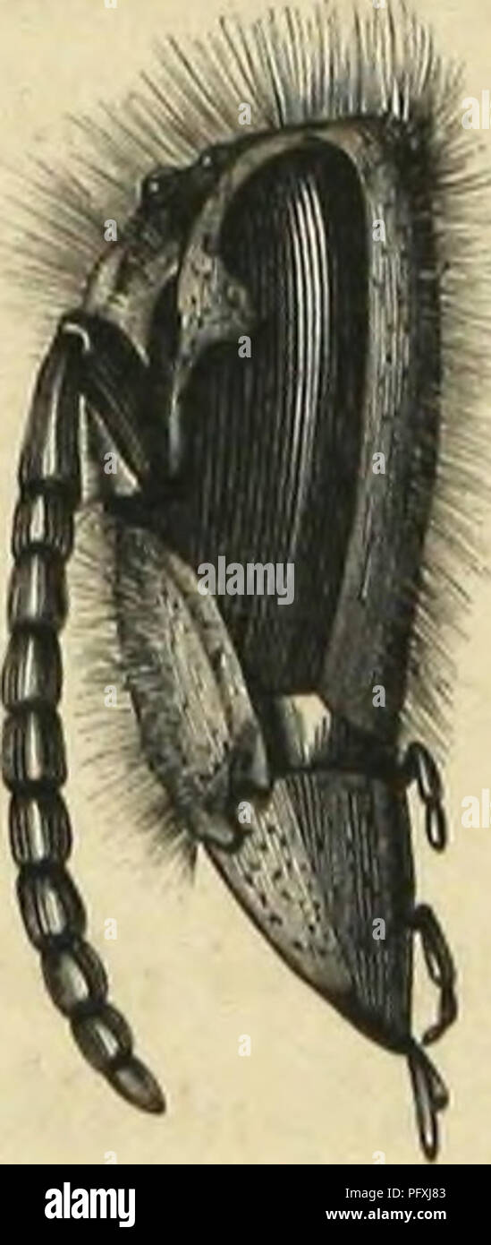 This work explores the metamorphosis and instincts of various ...