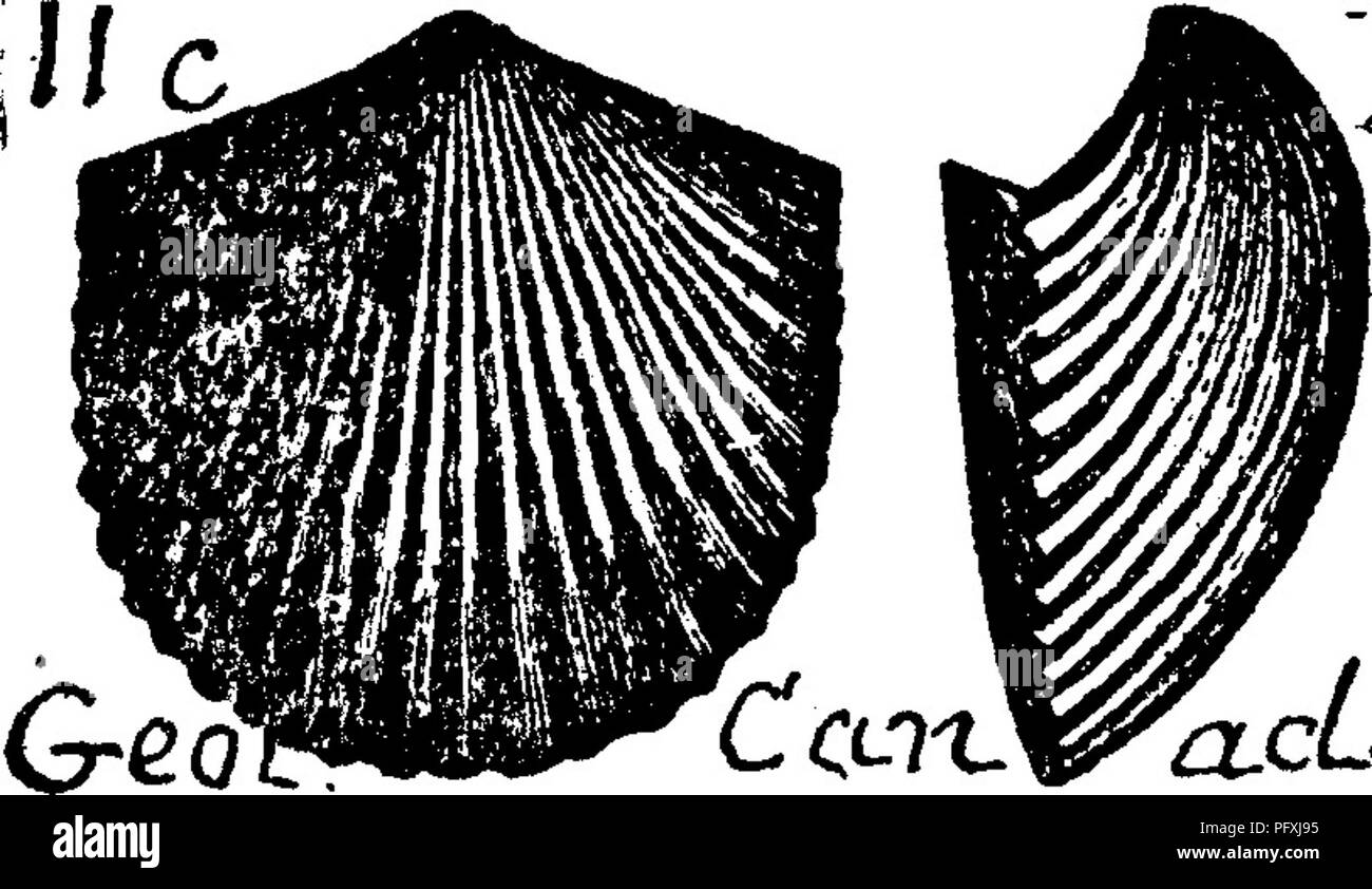 This paleontological dictionary catalogs fossil species from ...