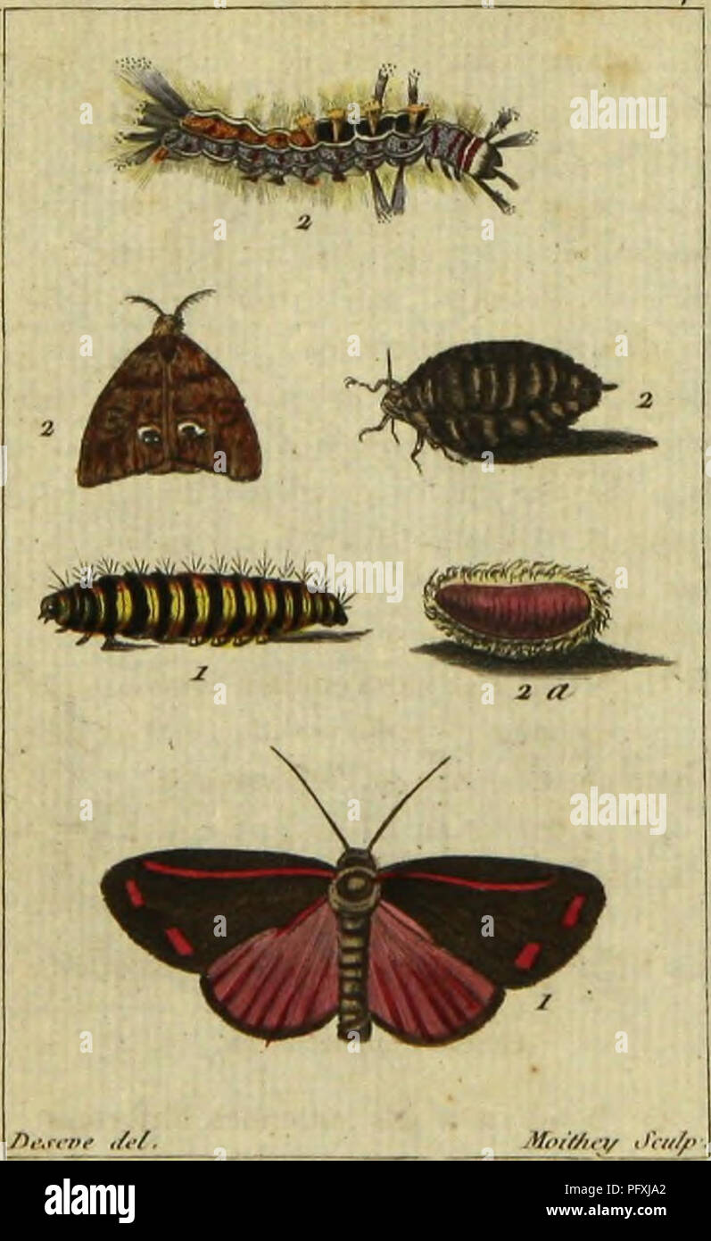 A comprehensive natural history of insects, derived from major ...