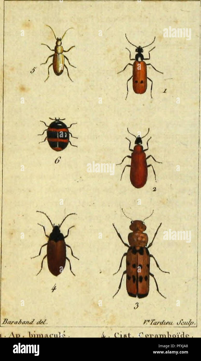 A natural history of insects, composed of works from notable ...