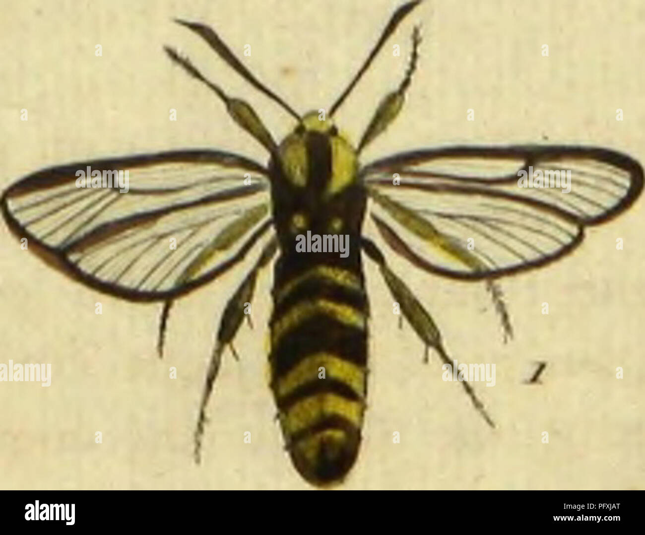 This work, based on the writings of early entomologists like Réaumur ...