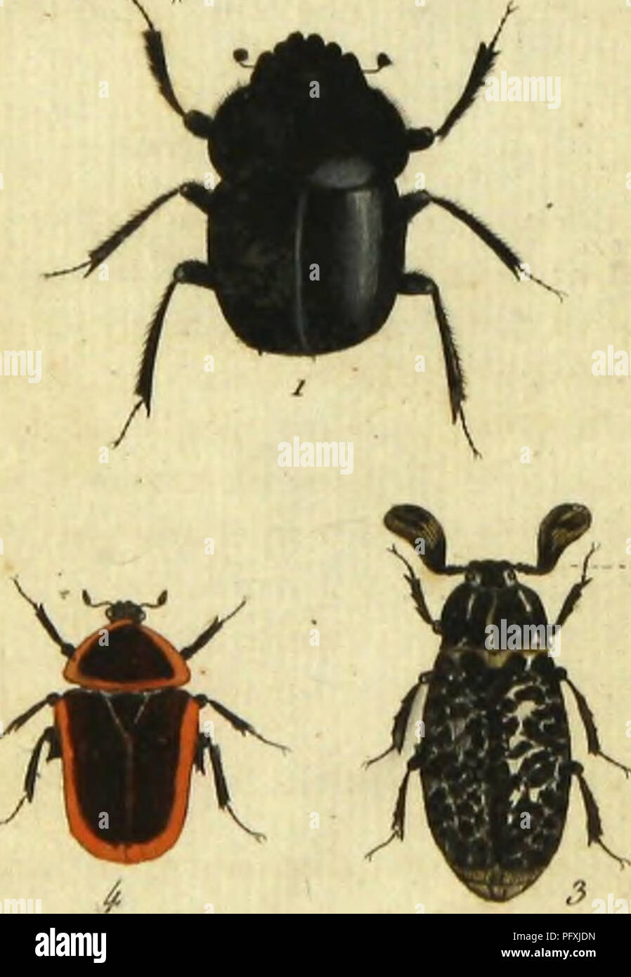 A comprehensive study on insects, compiled from works by Réaumur ...