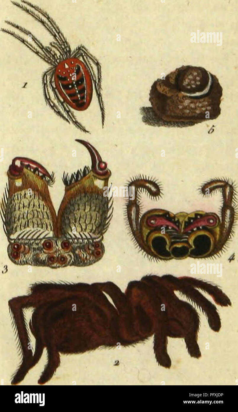 This work is a comprehensive natural history of insects, documenting ...