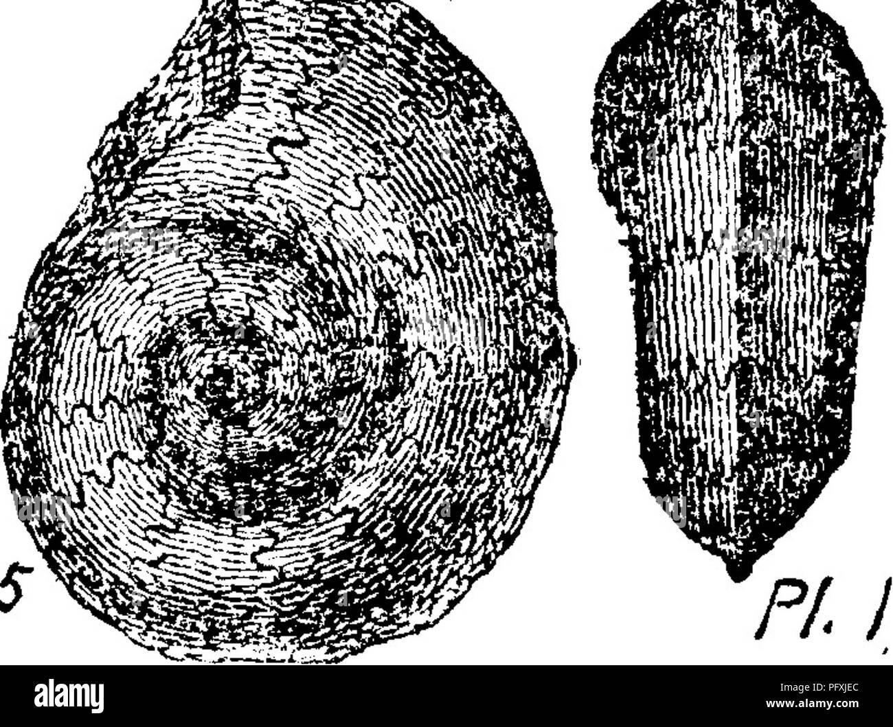 . A dictionary of the fossils of Pennsylvania and neighboring states ...