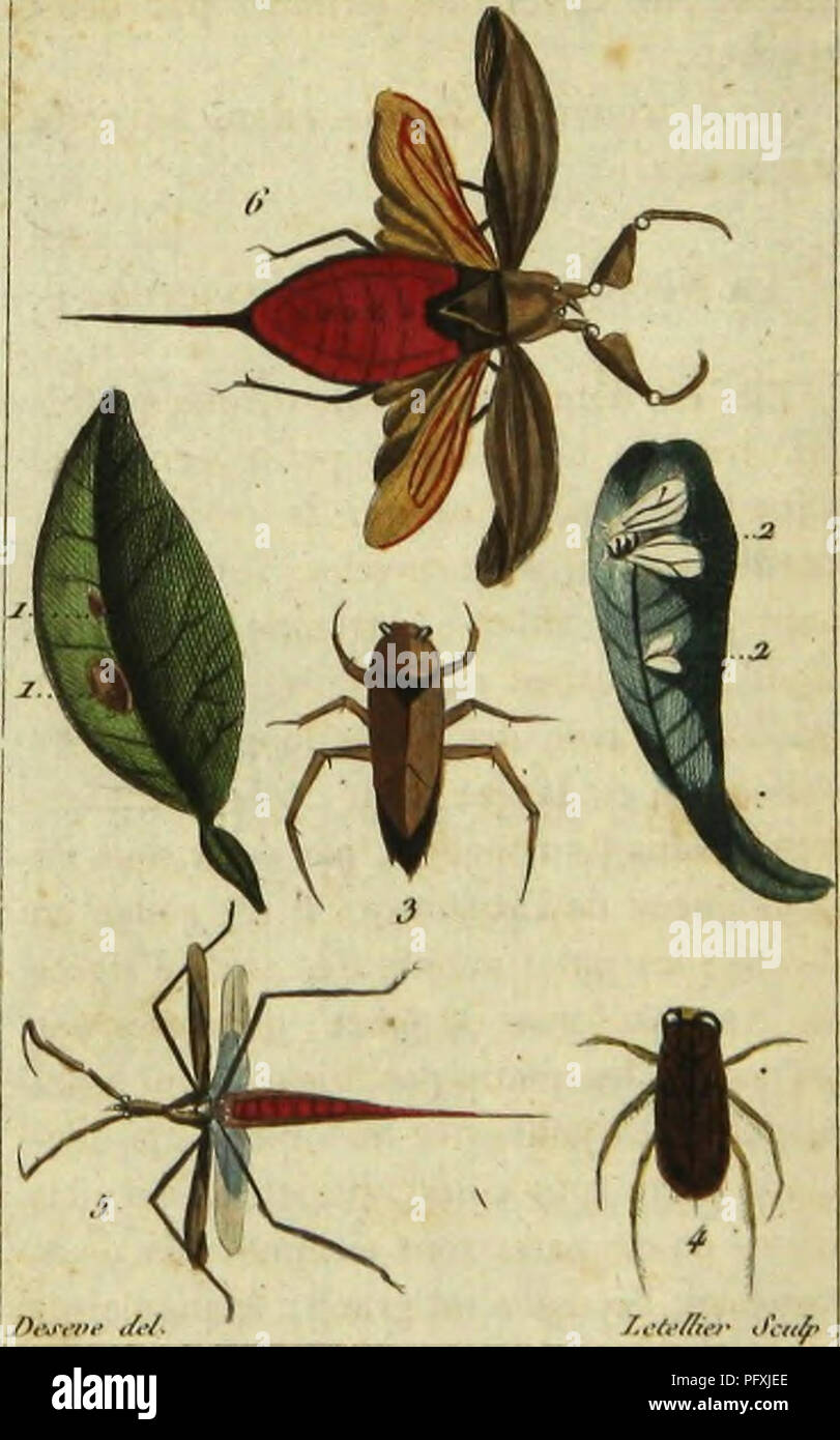 This work is a natural history of insects, focusing on species from ...