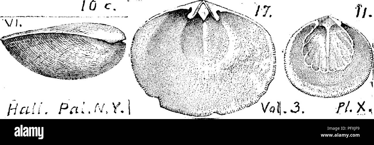 Cast and mold fossils hi-res stock photography and images - Alamy