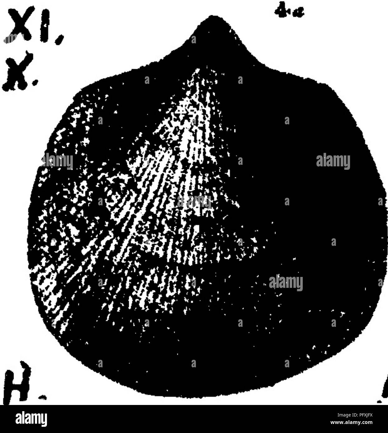 Shell fossils strata Black and White Stock Photos & Images - Alamy