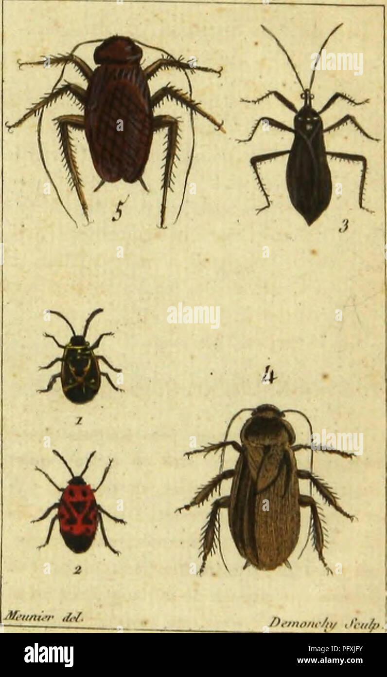 Insectes de lac hi-res stock photography and images - Alamy