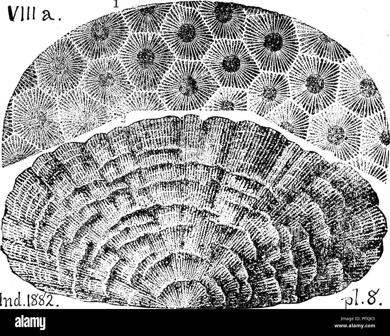 This image presents fossil species cataloged in Pennsylvania and ...