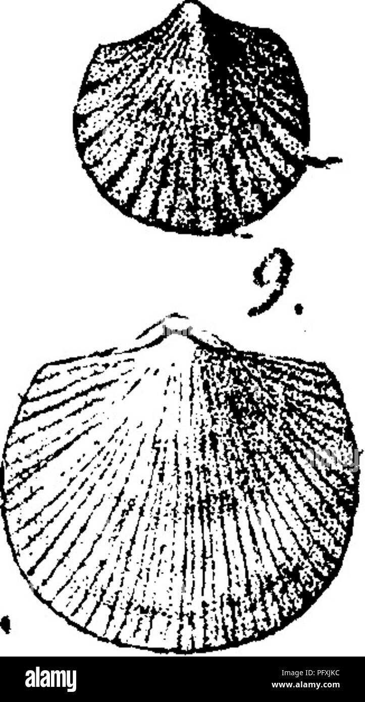 This dictionary catalogs fossils from Pennsylvania and surrounding ...