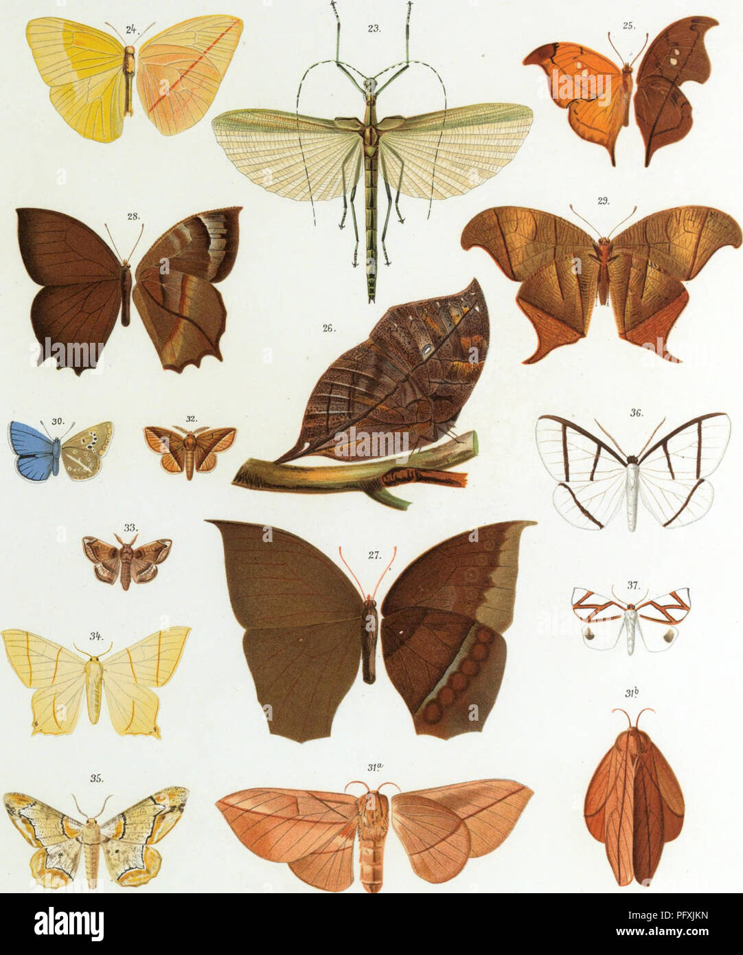 This work, focused on the vivid coloration of insects, presents various ...