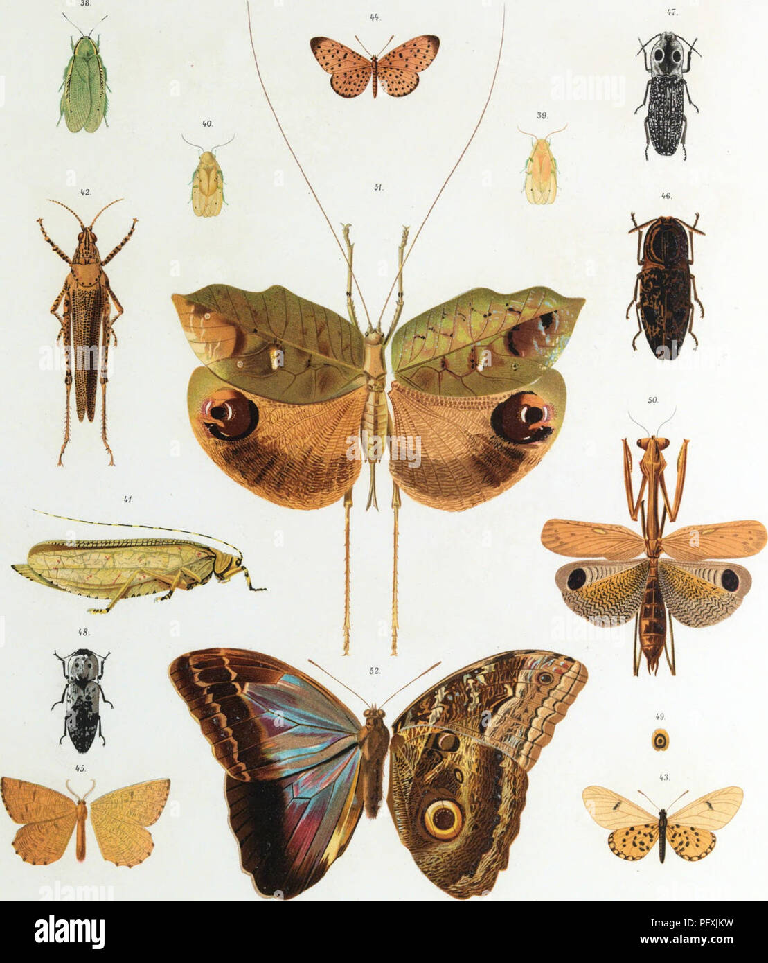This work examines the vibrant coloration of insects, focusing on ...