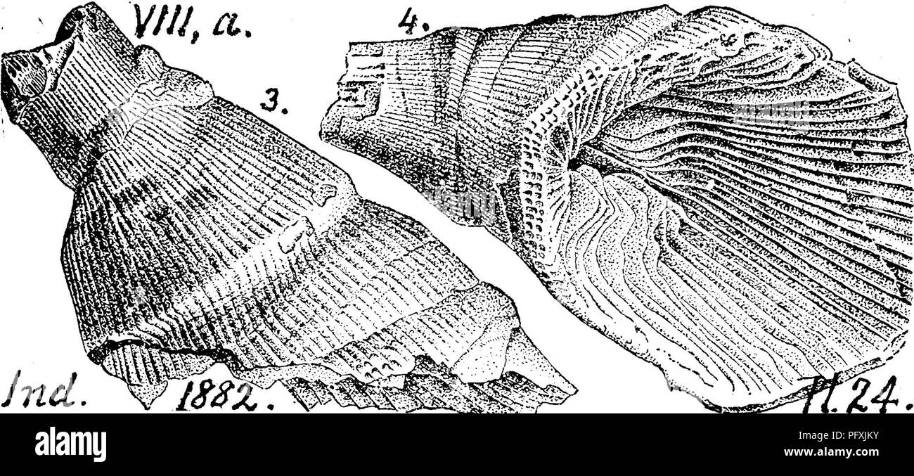 This dictionary compiles fossil records from Pennsylvania and ...