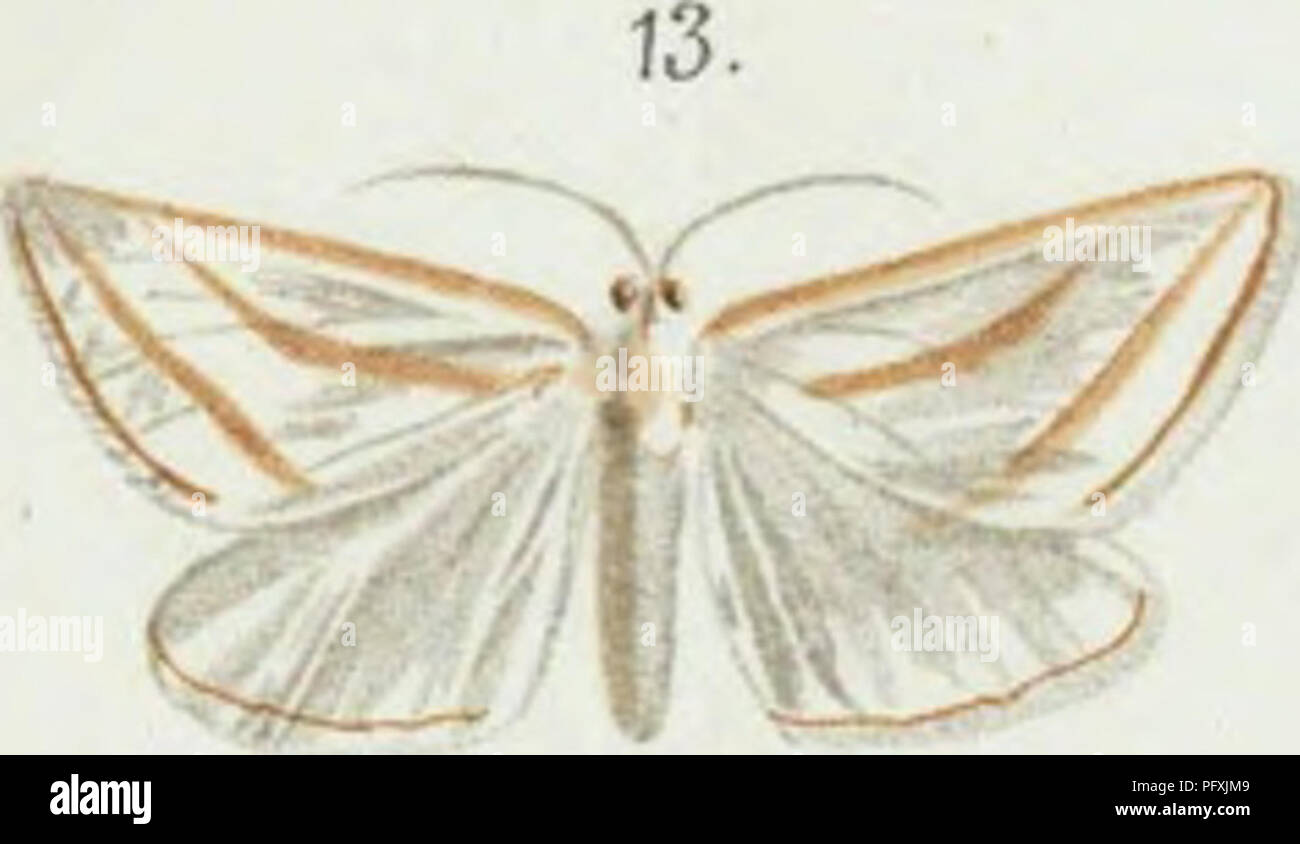 This study examines the coloration patterns of insects, focusing on ...