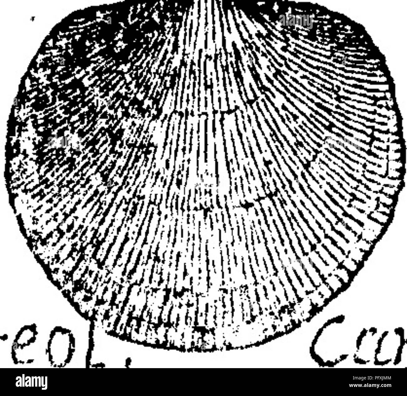 This dictionary provides detailed descriptions of fossilized species ...