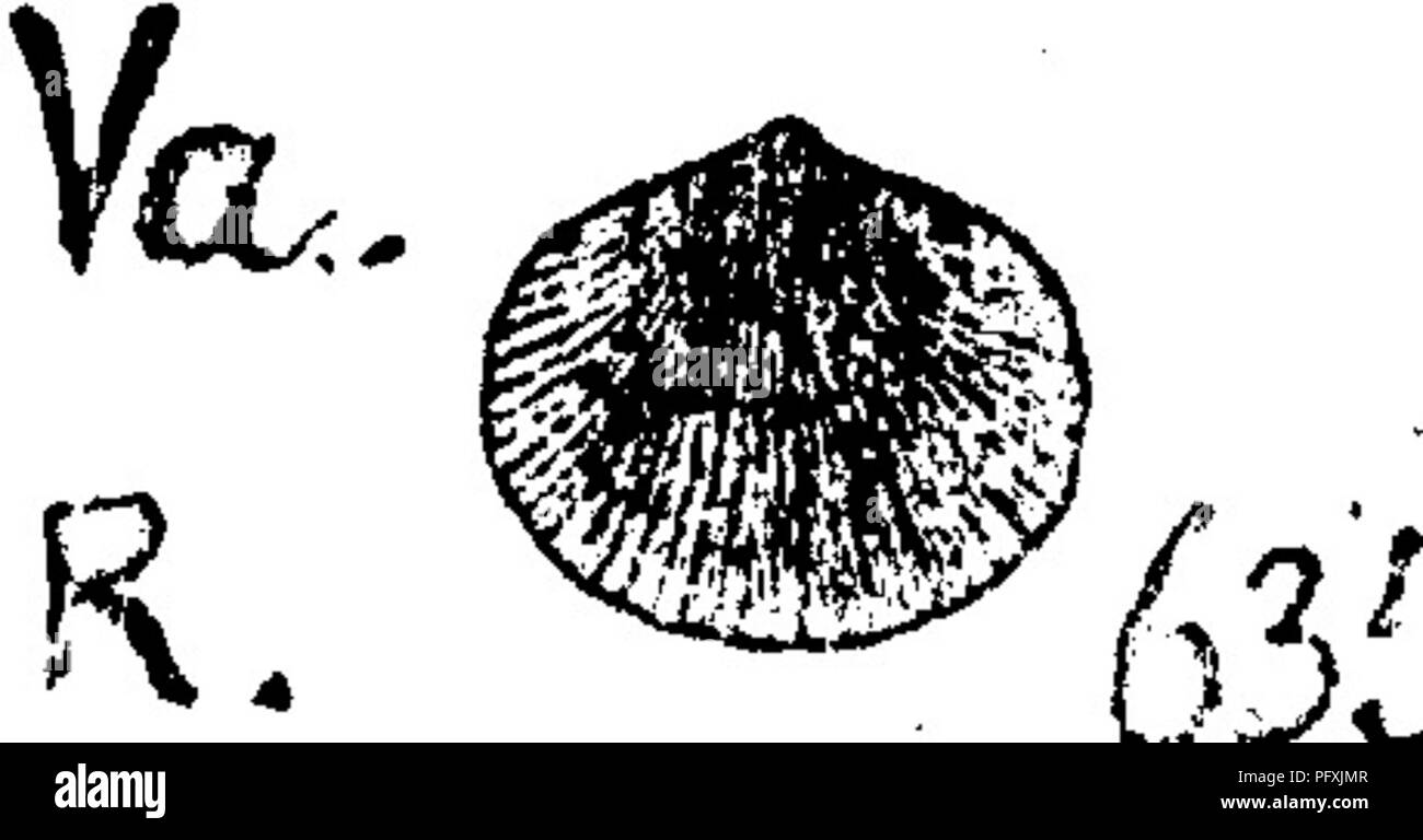 Crural hi-res stock photography and images - Alamy