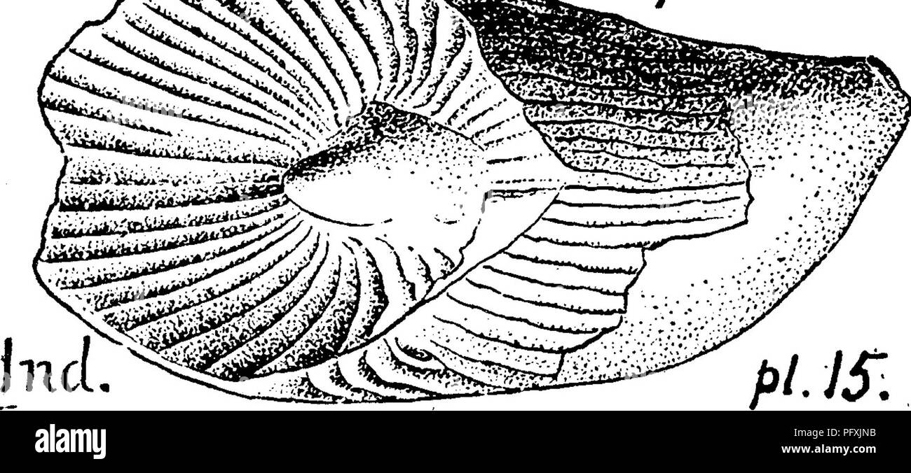 Fossils limestone fish hi-res stock photography and images - Alamy