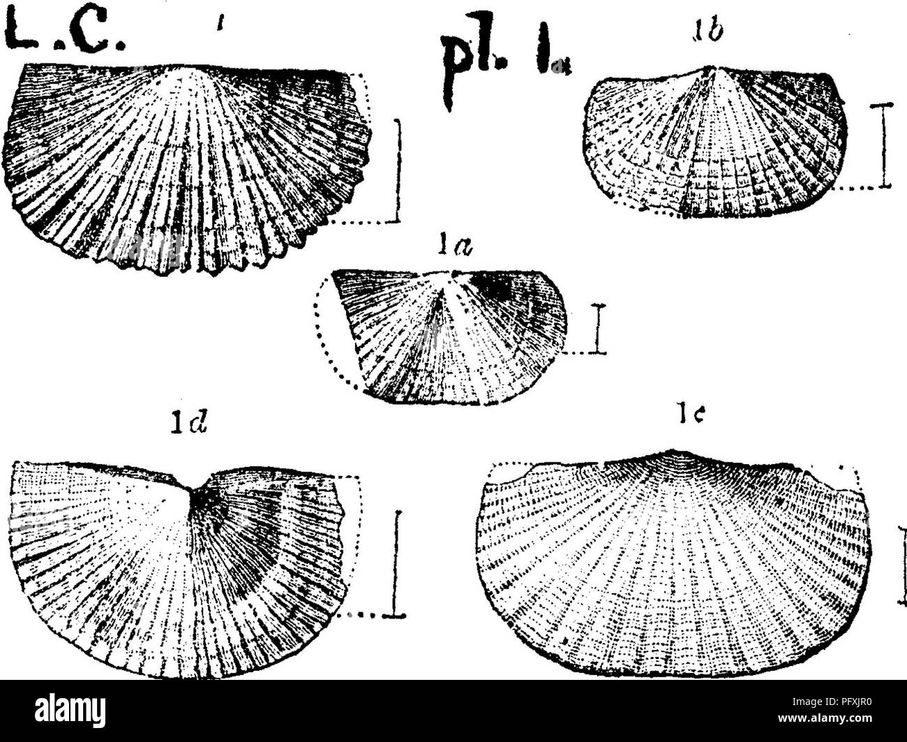 Strige hi-res stock photography and images - Alamy