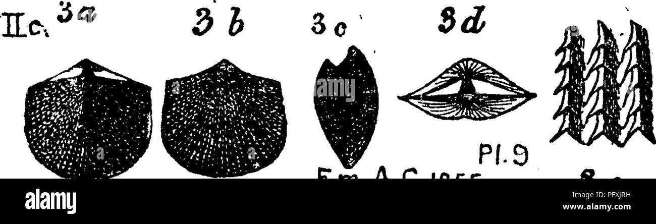 This image from 'A Dictionary of the Fossils of Pennsylvania' presents ...