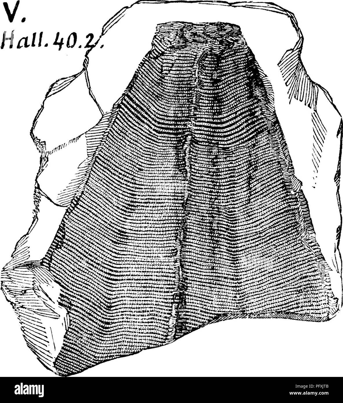 This dictionary catalogs the fossils from Pennsylvania and neighboring ...