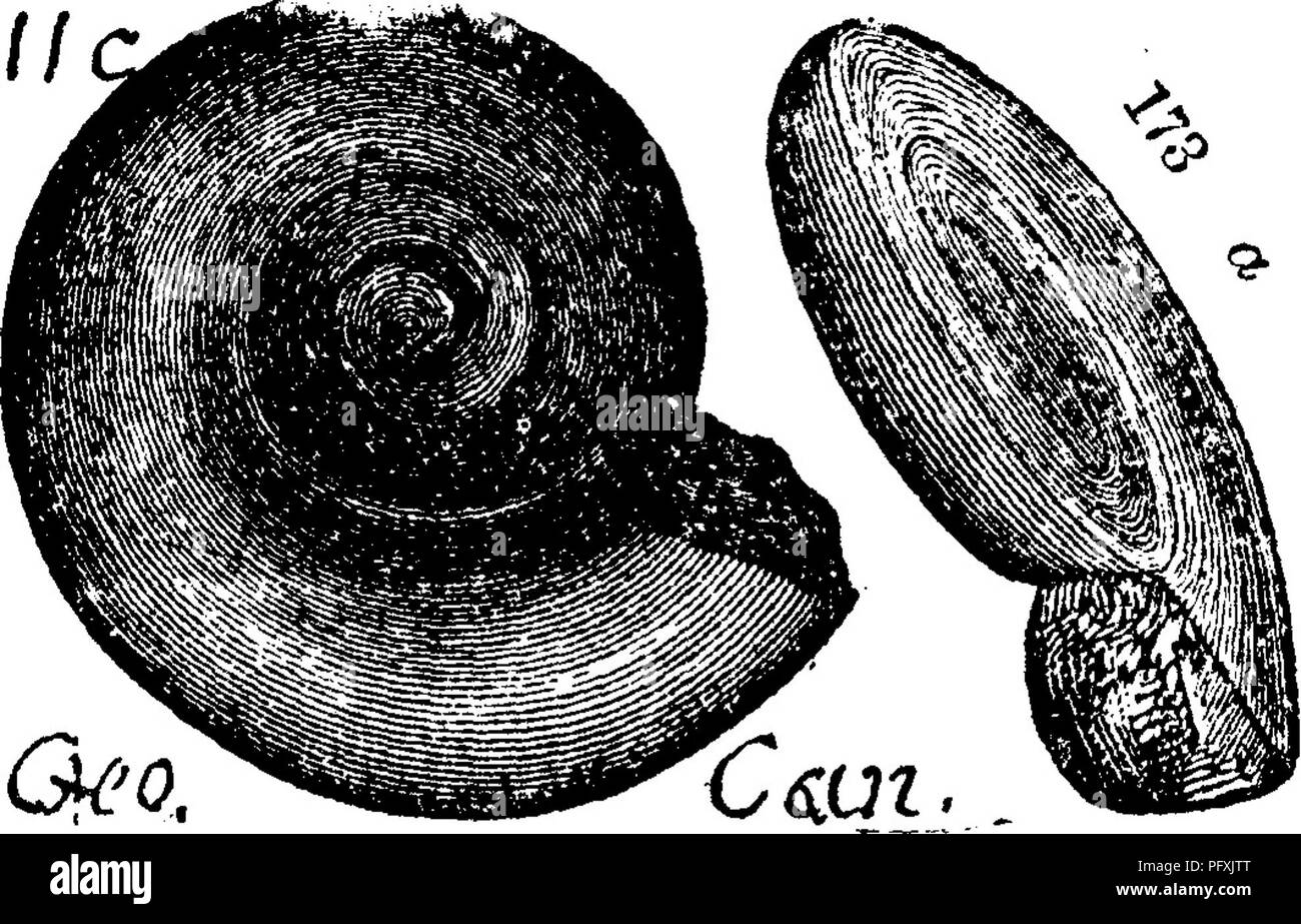 Small shell fossils hi-res stock photography and images - Alamy