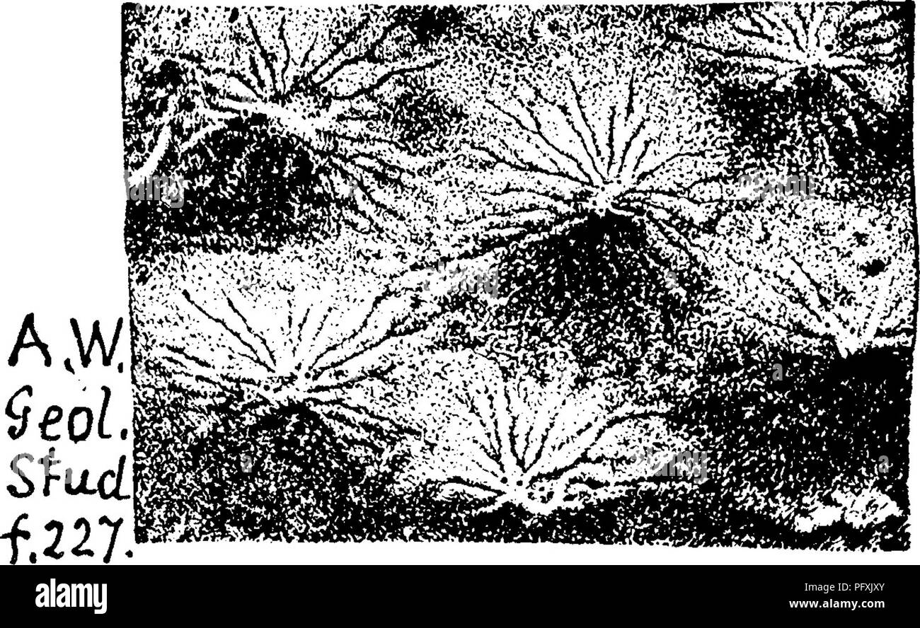 This dictionary provides a catalog of fossils from Pennsylvania and ...