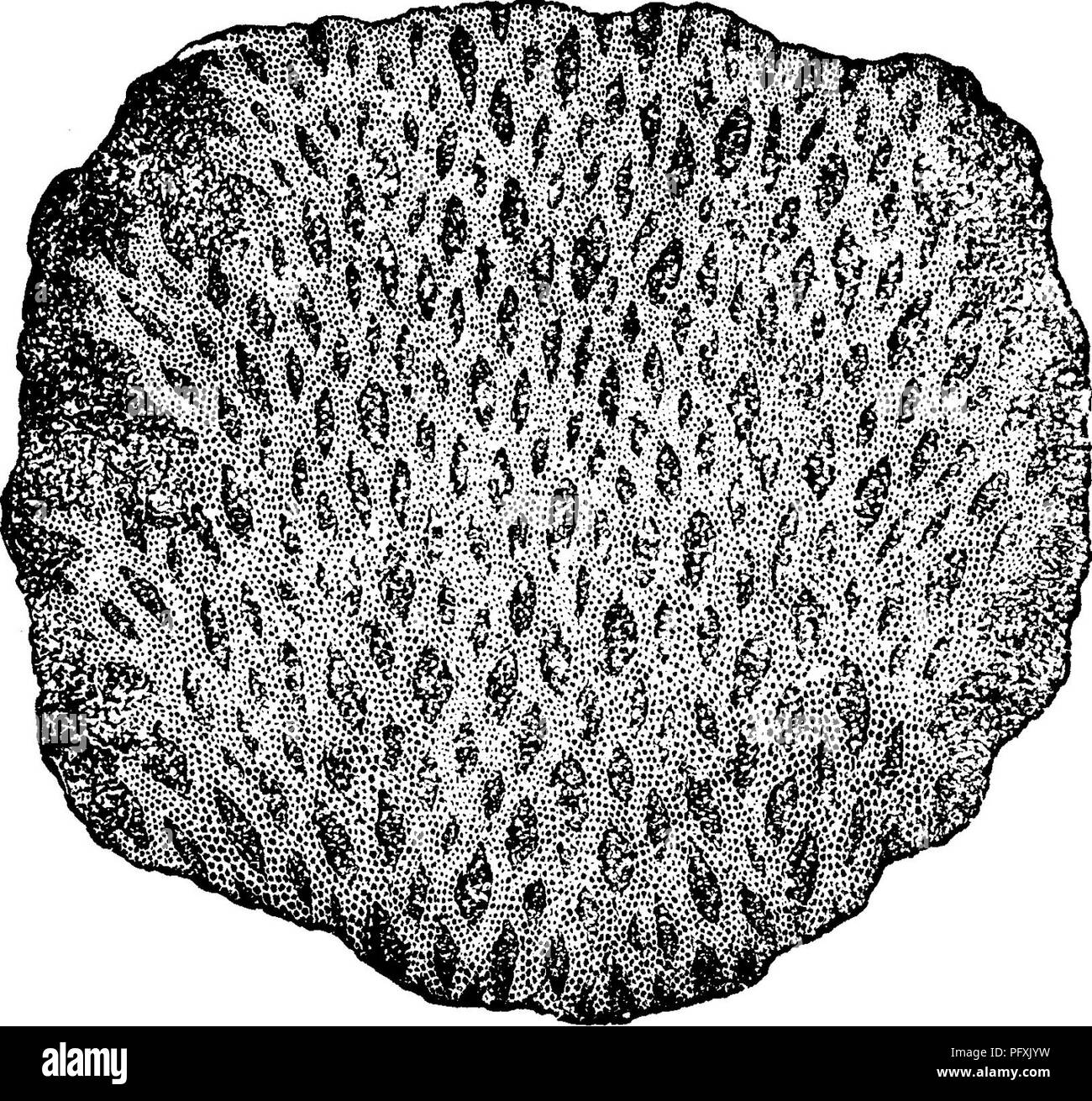 This work focuses on fossil specimens from Pennsylvania and surrounding ...