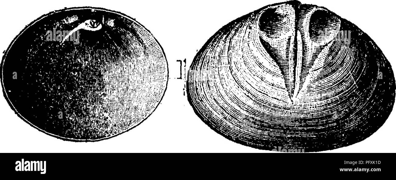 Obolus High Resolution Stock Photography and Images - Alamy