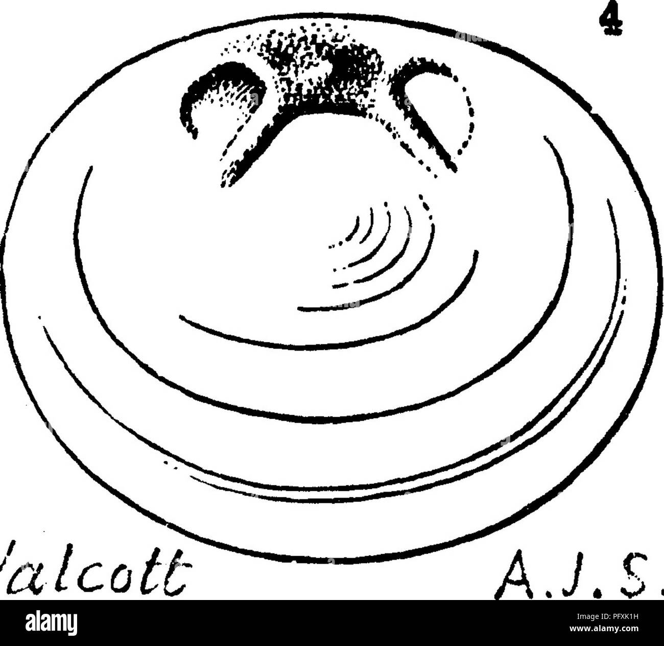 This dictionary provides detailed information on the fossils found in ...