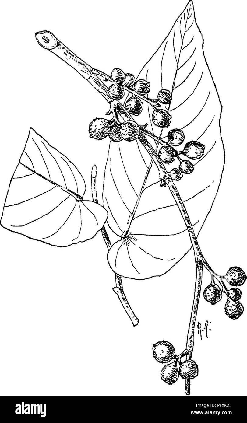 . Indian trees : an account of trees, shrubs, woody climbers, bamboos ...