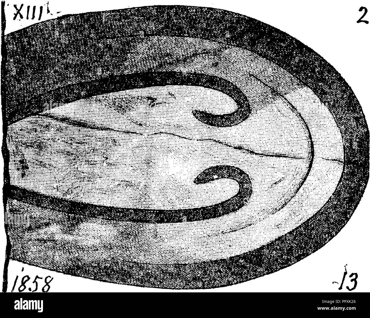 Giant fossil beaver hi-res stock photography and images - Alamy