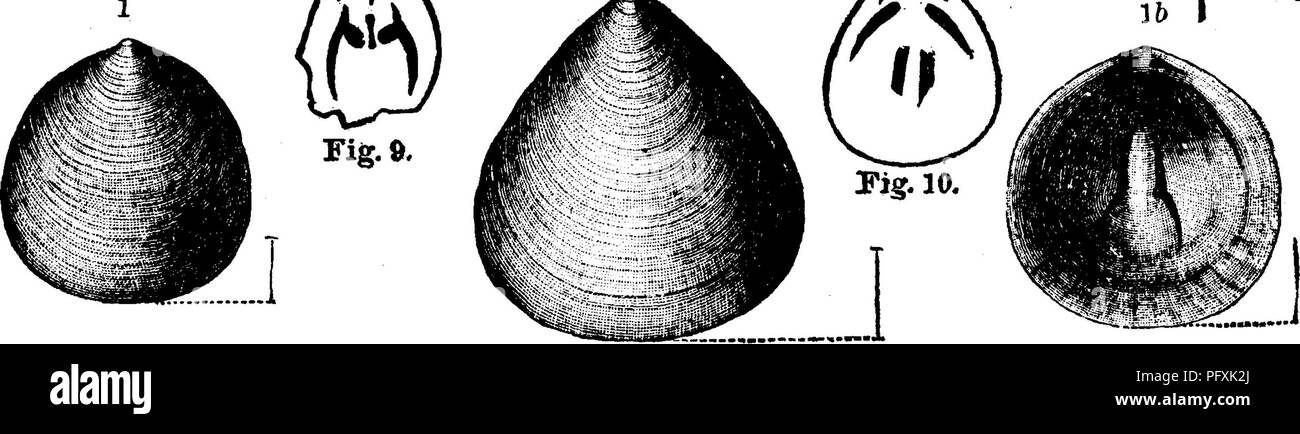 . A dictionary of the fossils of Pennsylvania and neighboring states ...