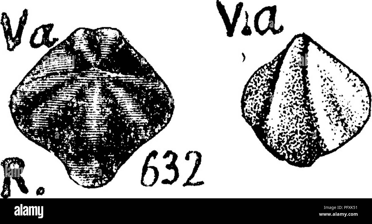 This dictionary provides detailed descriptions of fossil species found ...