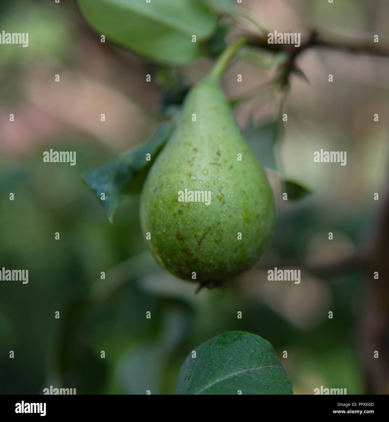 Pear hanging on a tree hi-res stock photography and images - Alamy