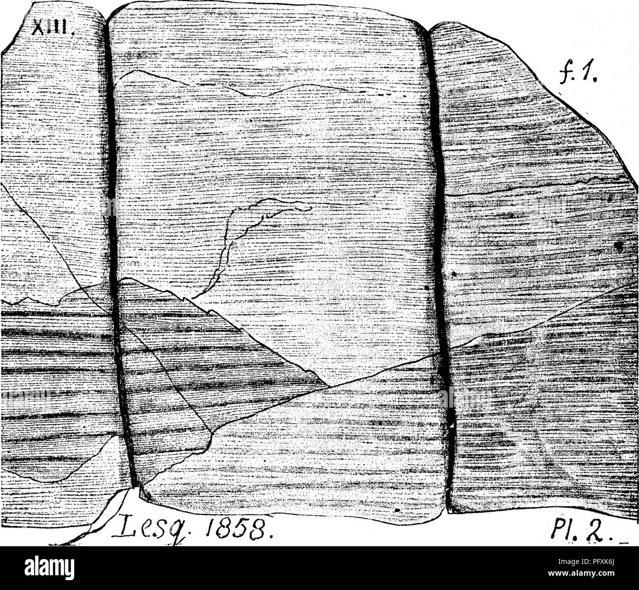 This paleontological dictionary provides information on fossils found ...