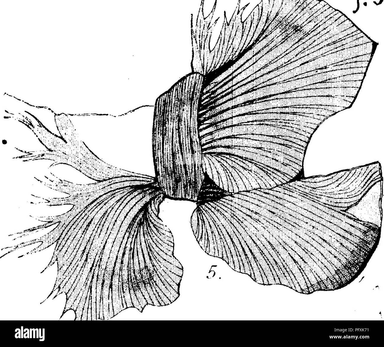Neuropteris hi-res stock photography and images - Alamy
