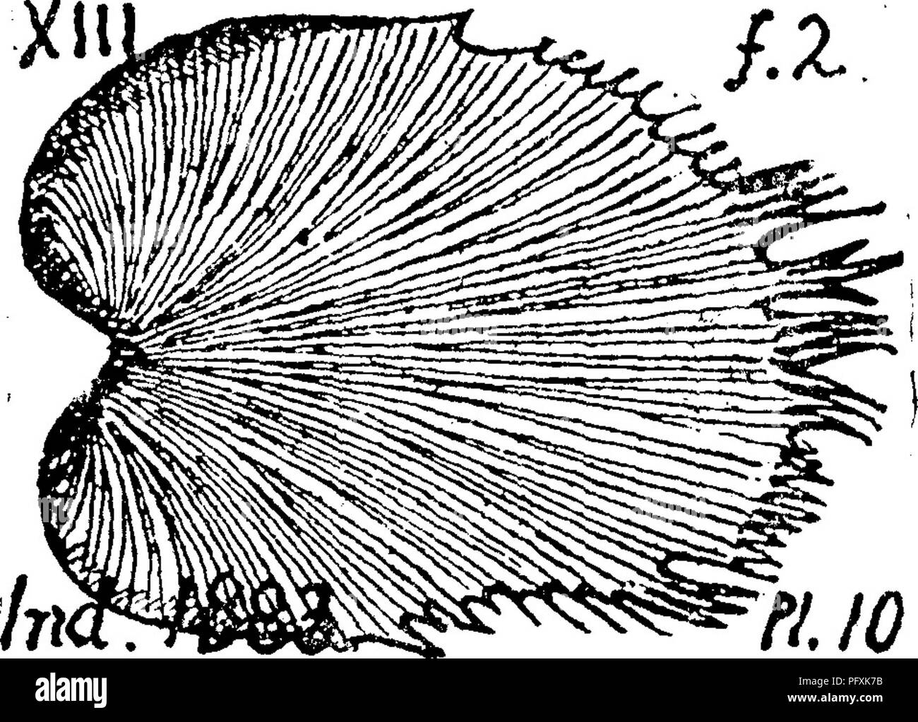 Neuropteris hi-res stock photography and images - Alamy