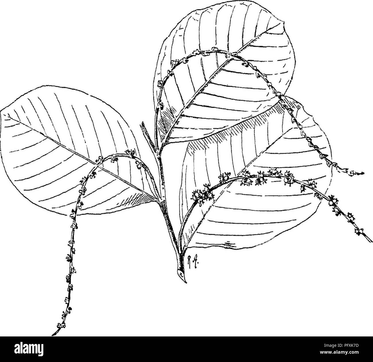 Indian sub species Black and White Stock Photos & Images - Alamy