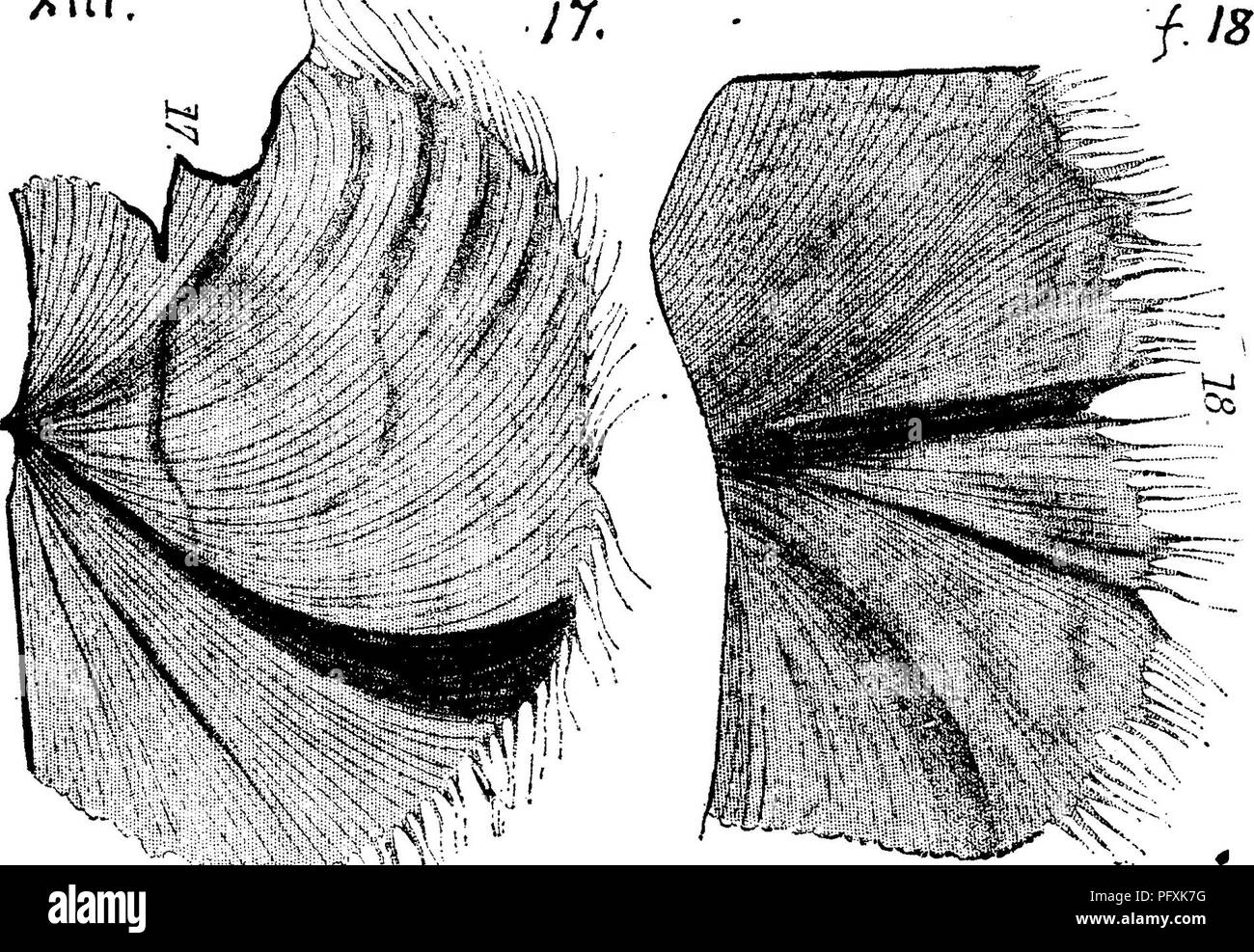 Neuropteris hi-res stock photography and images - Alamy