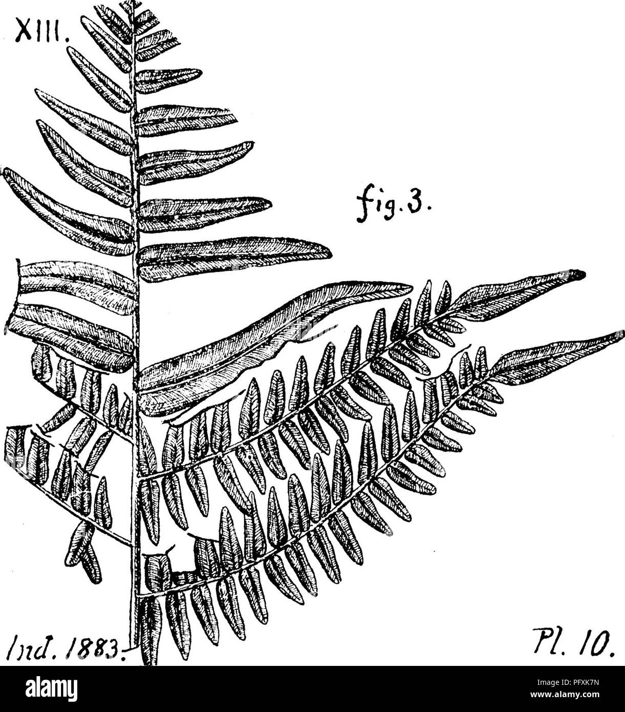 Neuropteris hi-res stock photography and images - Alamy