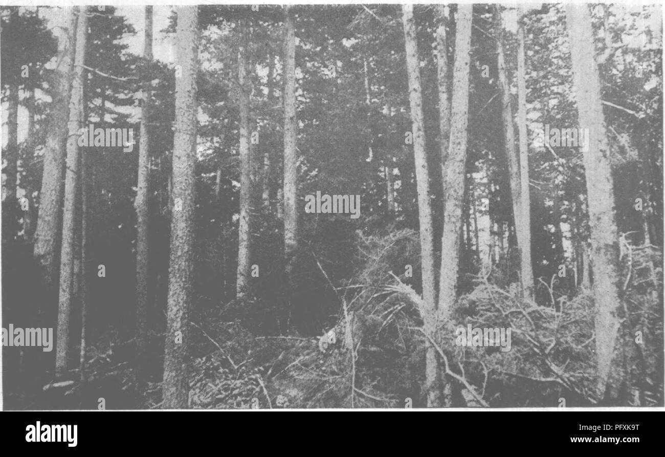 This image from the Maine Forestry Department highlights forest ...